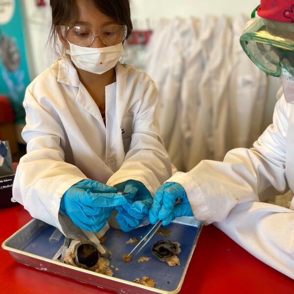 Summer Camp: Phylum and Dissect-Em’ (Dissection)